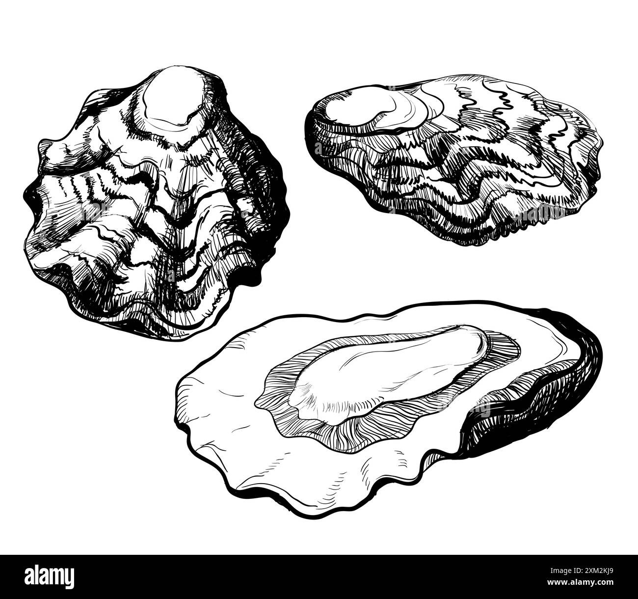 Black and white illustration of oysters isolated on a white background ...