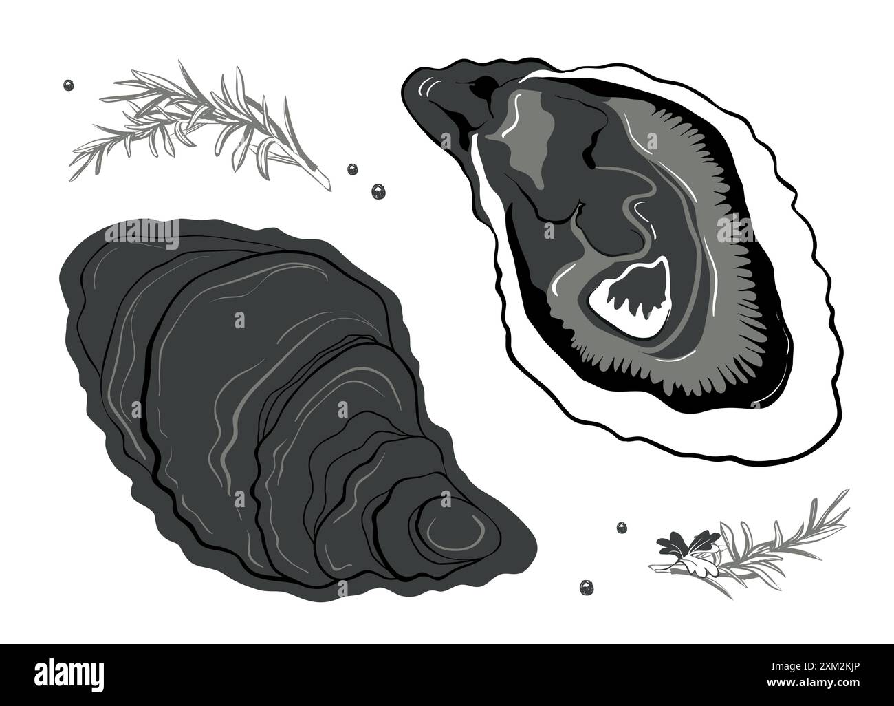 Oyster shell illustration hi-res stock photography and images - Alamy