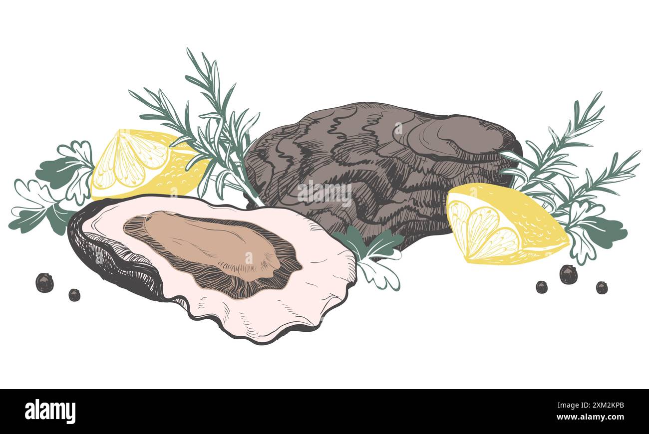 Oyster vector. Shells, hand drawn. Fresh oysters open crayfish isolated ...
