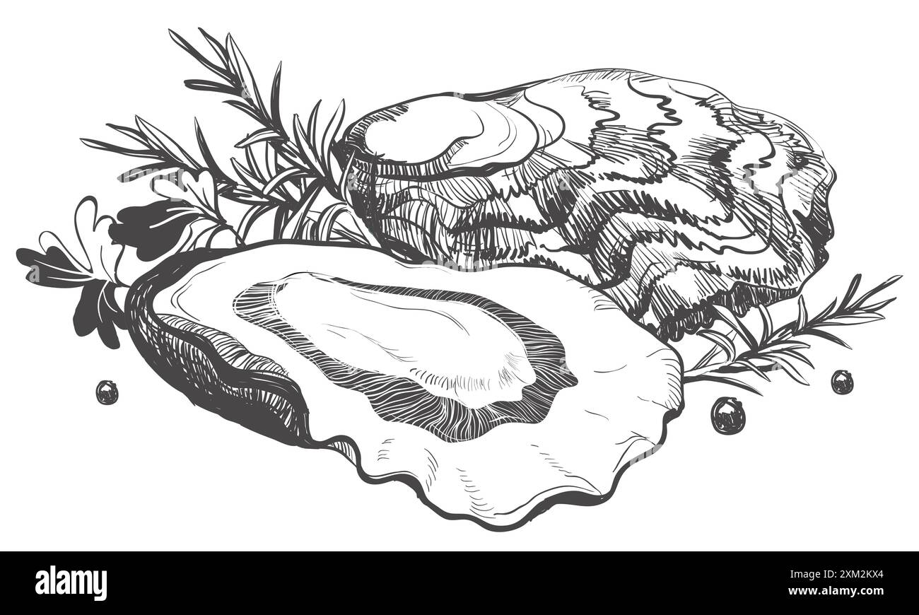 Oyster vector. Shells, hand drawn. Fresh oysters open crayfish isolated ...