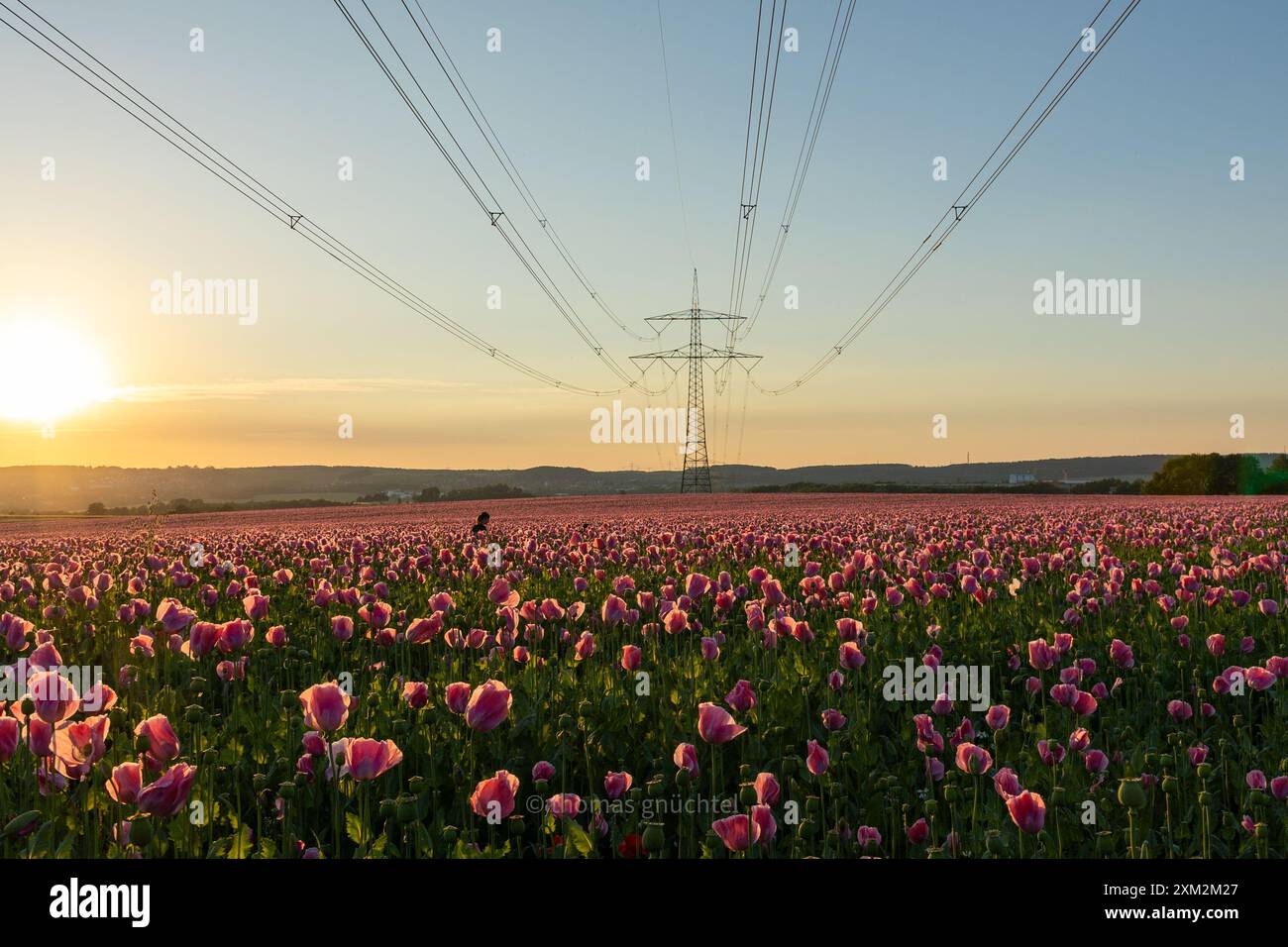 Rosa violette bluten hi-res stock photography and images - Alamy