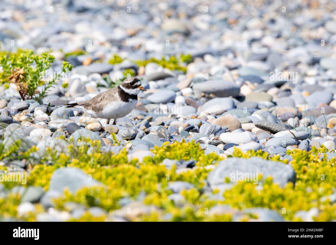 Common Ringed Plover "Charadrius hiaticula", camouflaged against stones ...