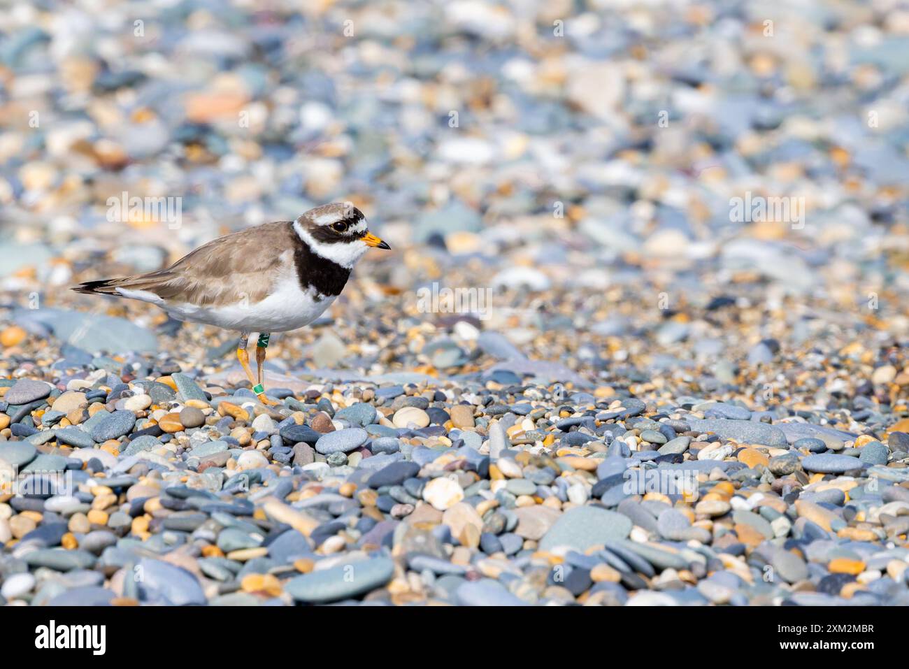 Common Ringed Plover "Charadrius hiaticula", camouflaged against stones ...
