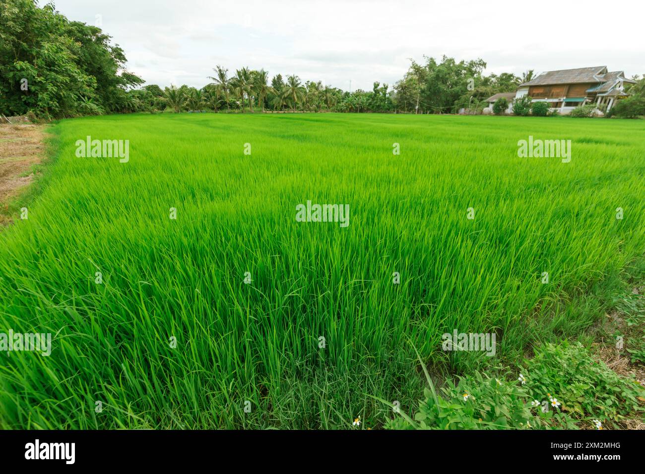 Rice tree hi-res stock photography and images - Alamy