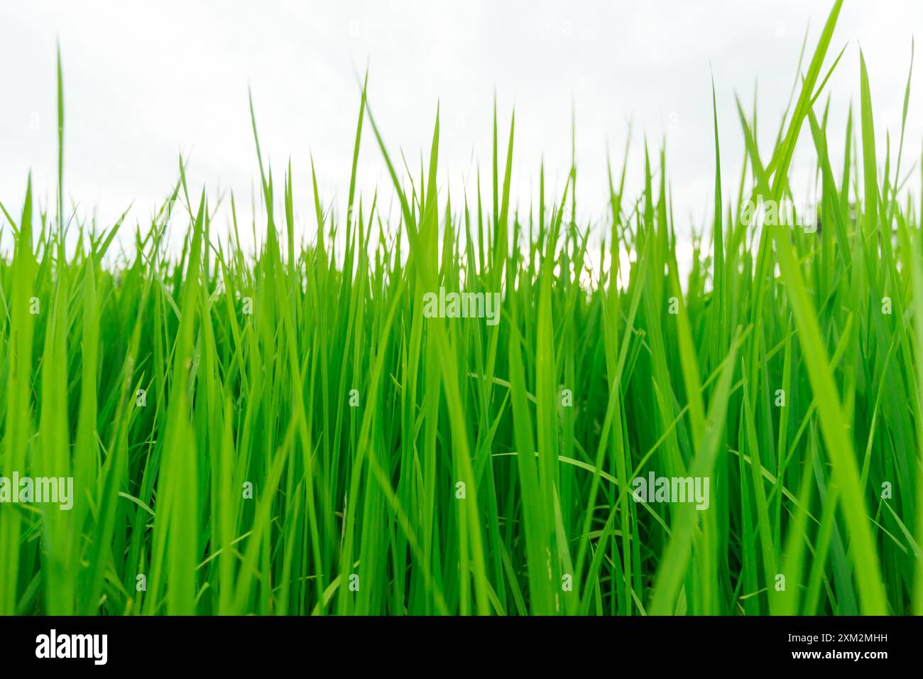 Rice tree hi-res stock photography and images - Alamy