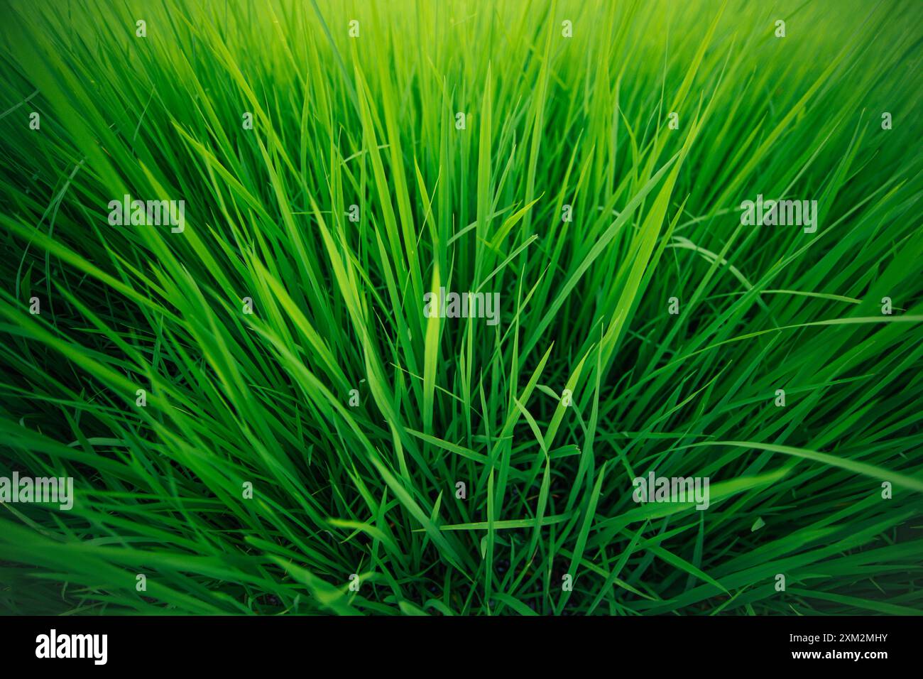 Rice tree hi-res stock photography and images - Alamy