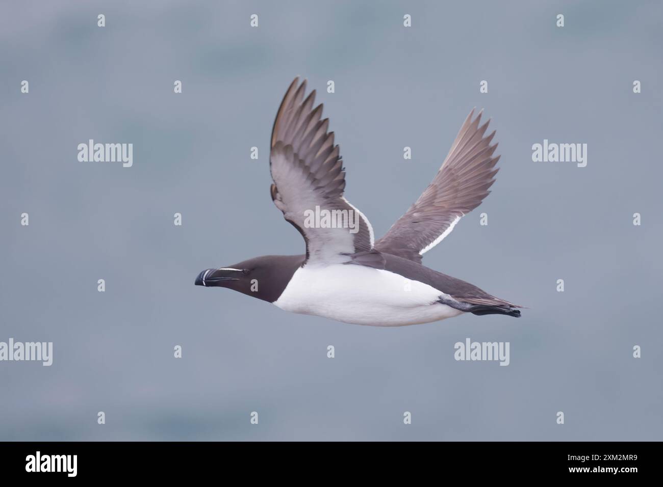 Razorbill in flight on Skokholm Pembrokeshire UK Stock Photo - Alamy