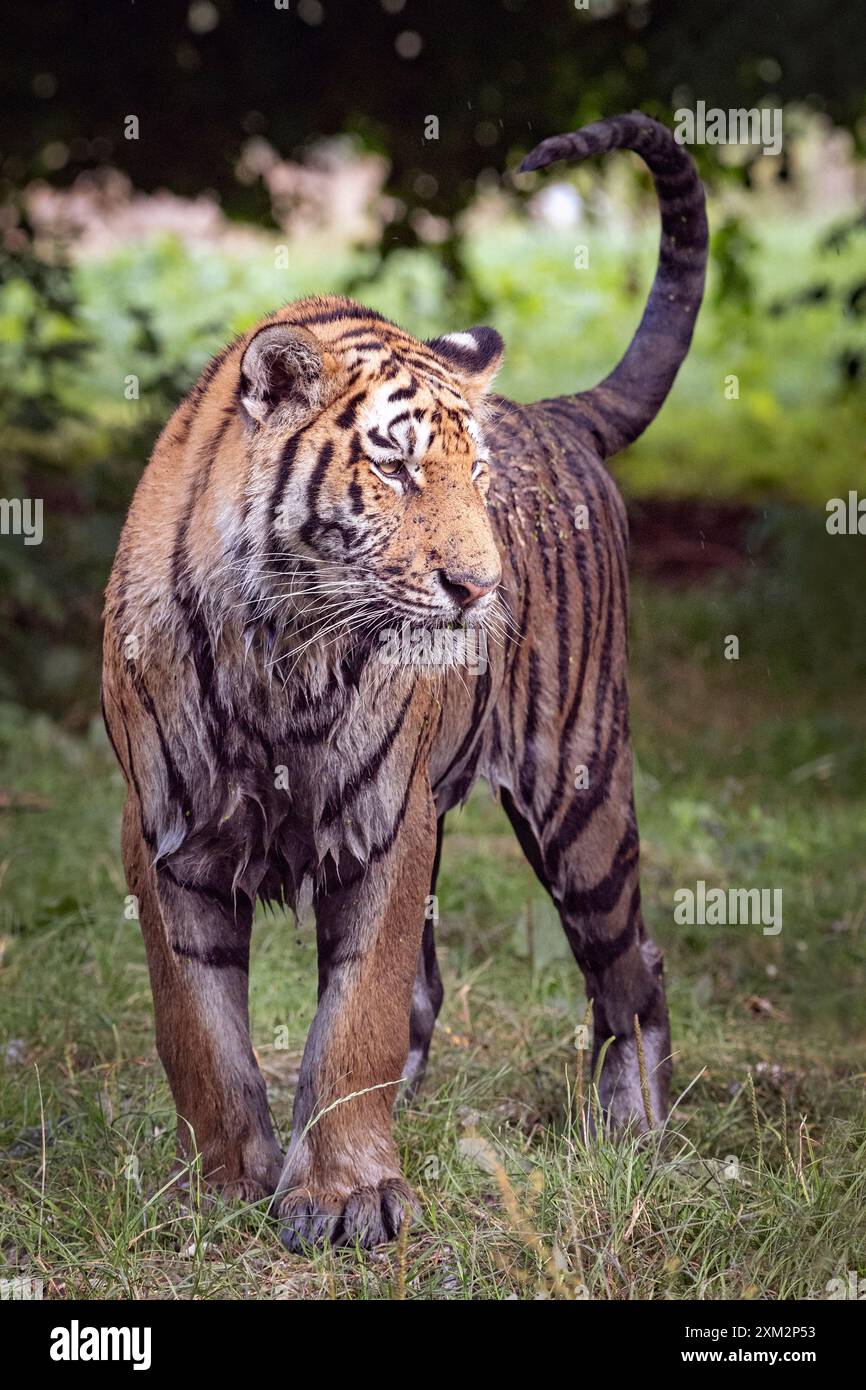 Siberian tiger tail hi-res stock photography and images - Alamy
