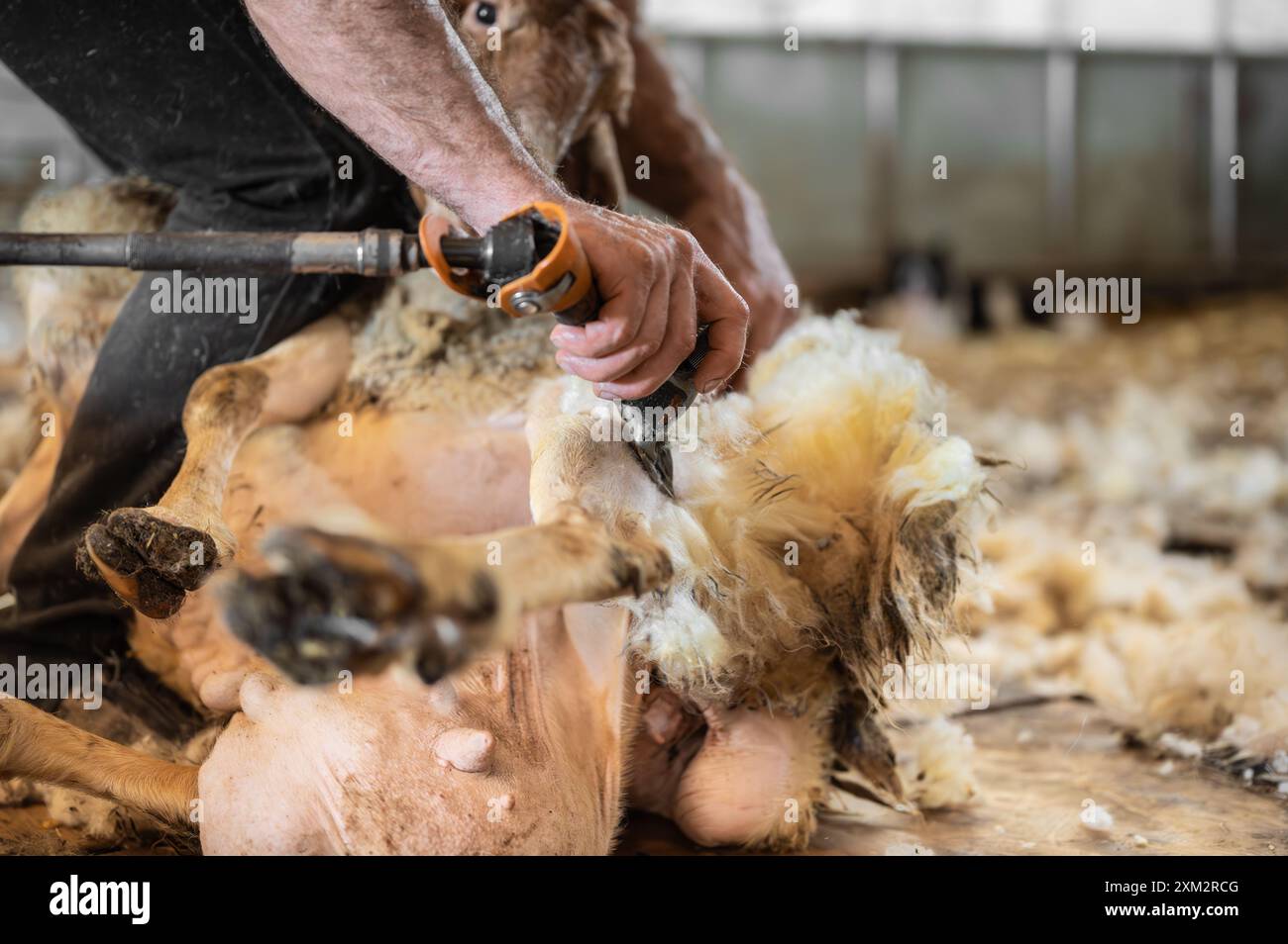 Shearing process hi-res stock photography and images - Alamy