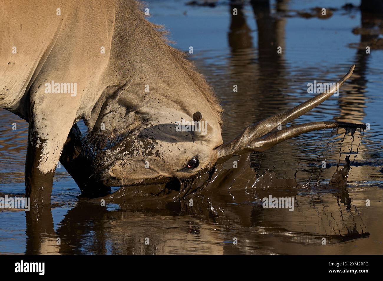 Male common eland (Taurotragus oryx) dipping its horns in the muddy ...