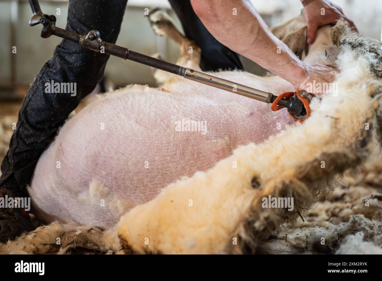 Farmer cutting wool hi-res stock photography and images - Alamy