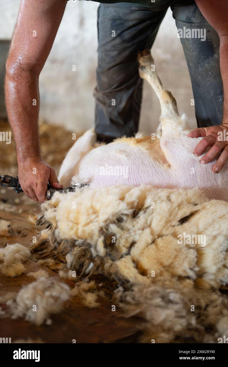 Sheep wool shearing by farmer. Shearing the wool from sheep Stock Photo ...