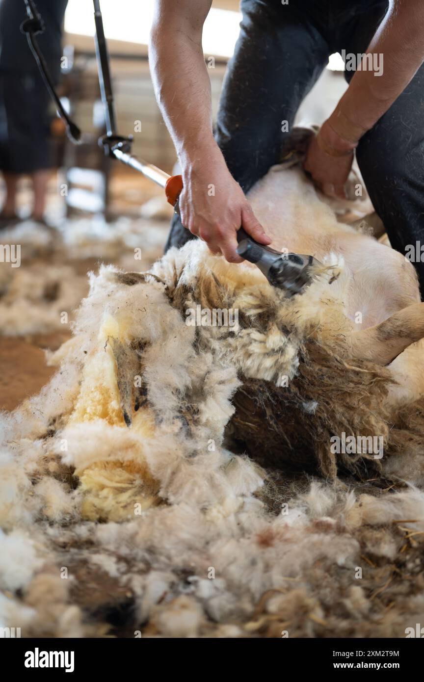 Sheep wool shearing by farmer. Shearing the wool from sheep Stock Photo ...