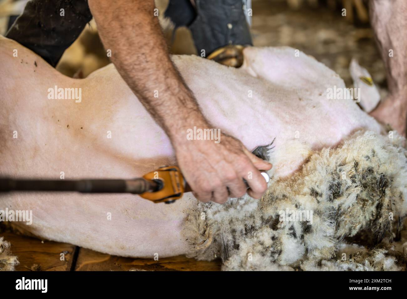 Sheep wool shearing by farmer. Shearing the wool from sheep Stock Photo ...