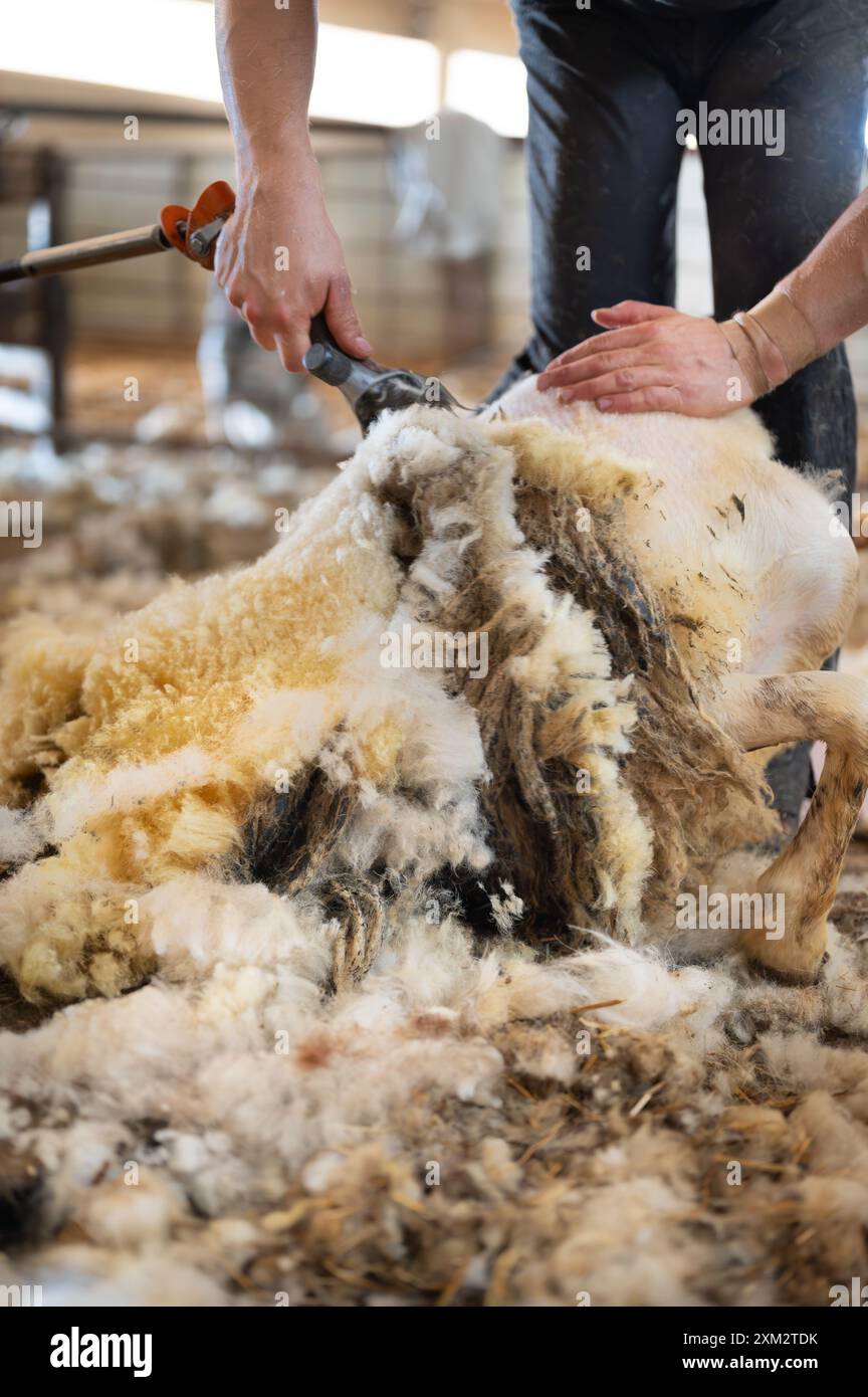 Sheep wool shearing by farmer. Shearing the wool from sheep Stock Photo ...