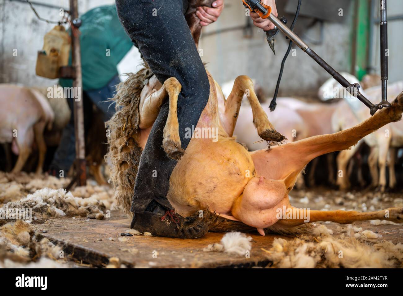 Sheep wool shearing by farmer. Shearing the wool from sheep Stock Photo ...