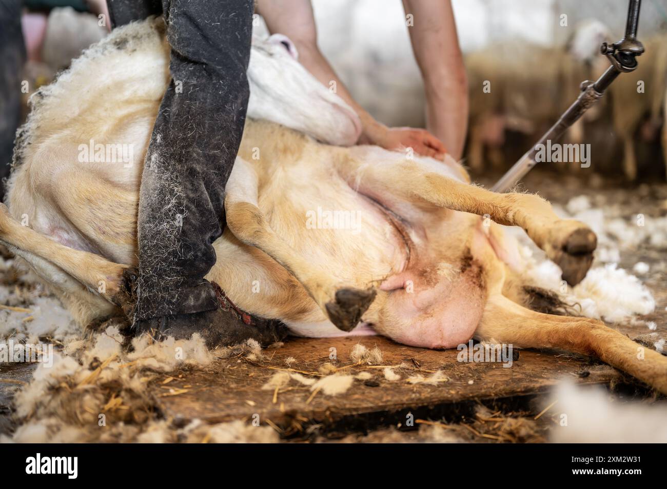 Sheep wool shearing by farmer. Shearing the wool from sheep Stock Photo ...