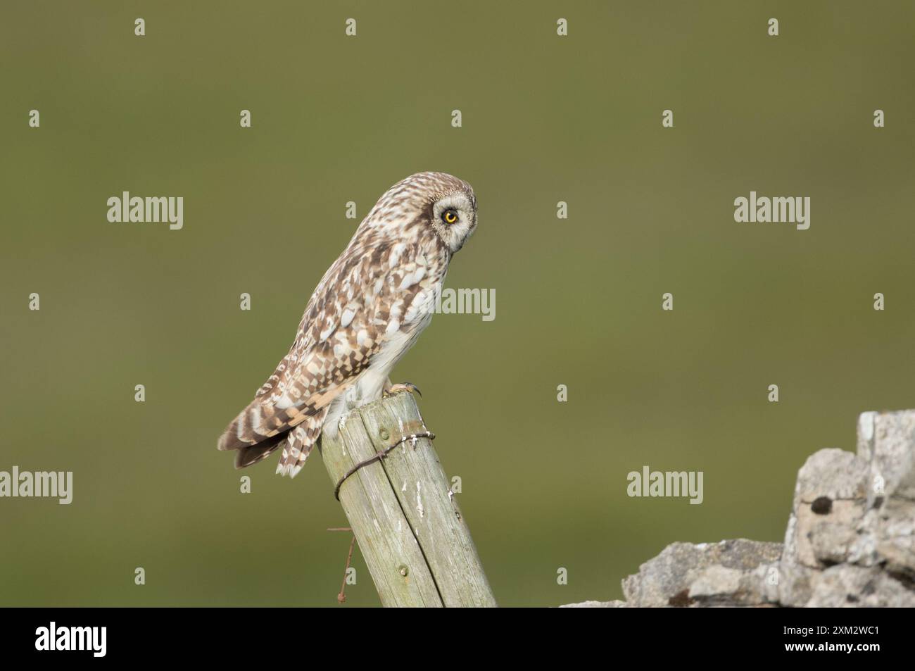 Short-eared owl in the Yorkshire Dales Stock Photo - Alamy