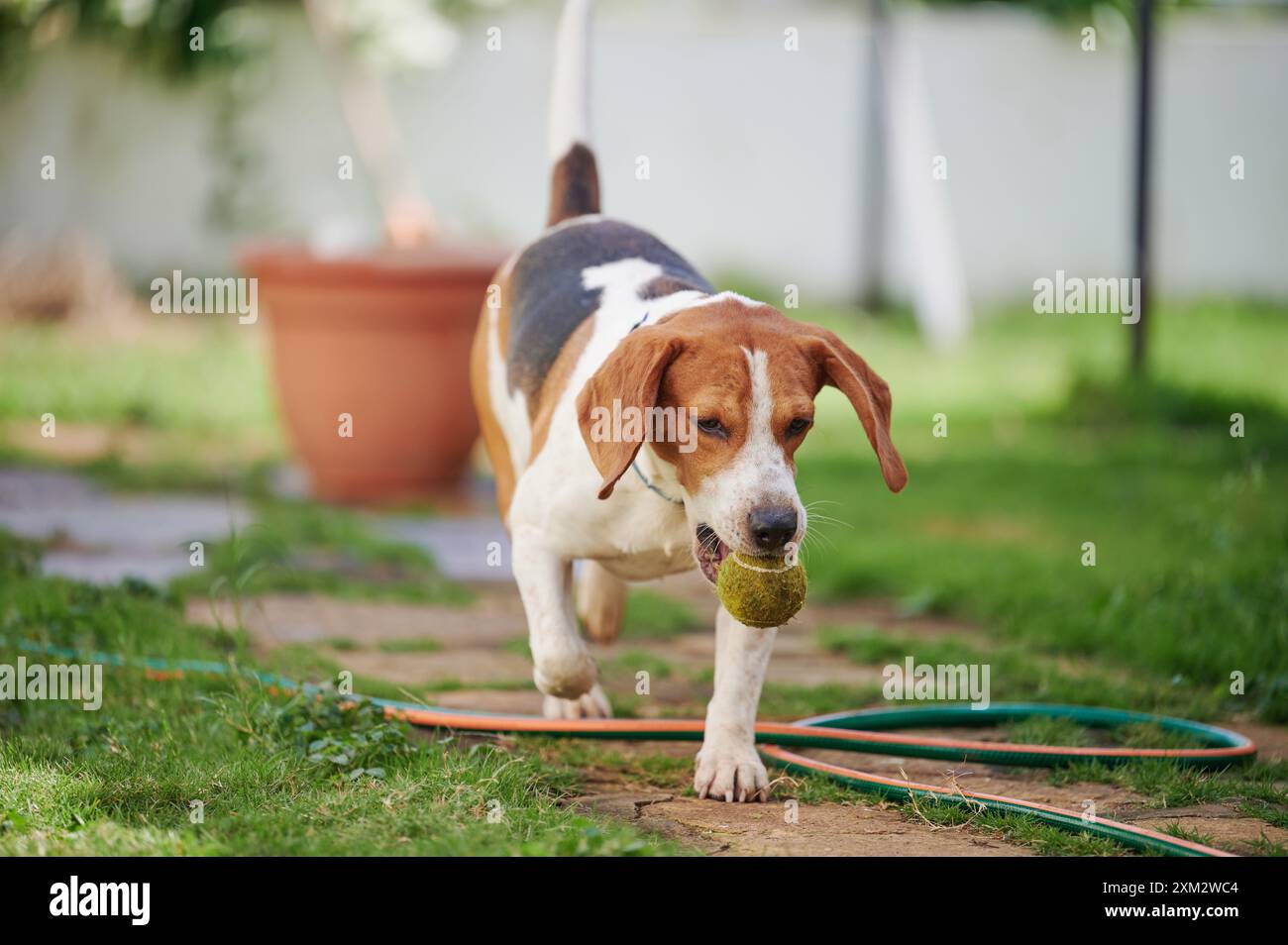 Running beagle hi-res stock photography and images - Alamy
