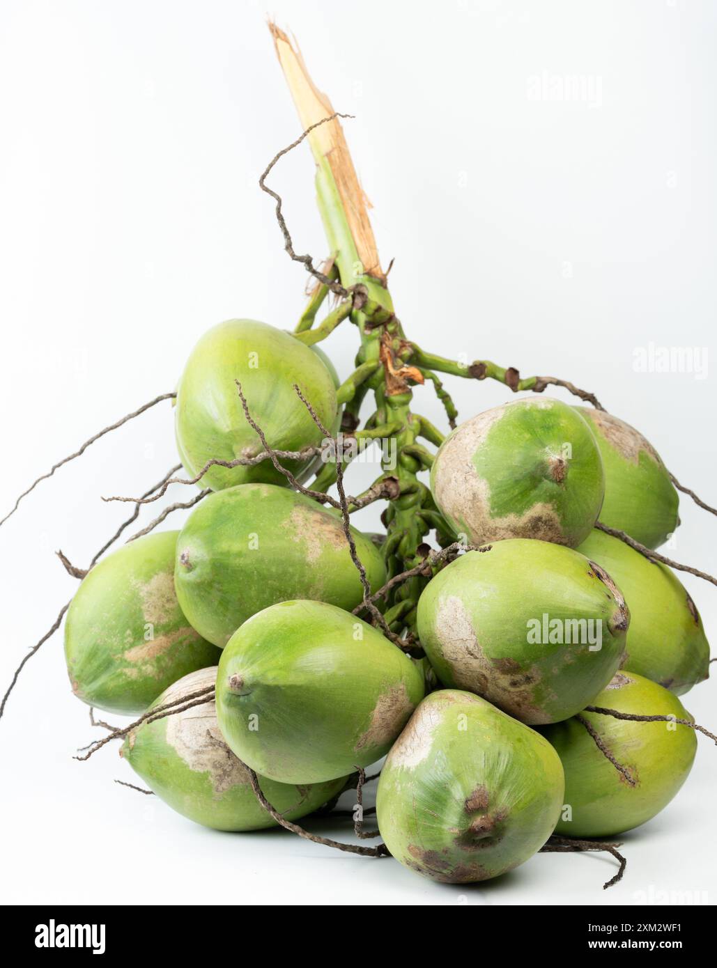 Fresh chopped green plam tree branch with nuts isolated on white studio ...