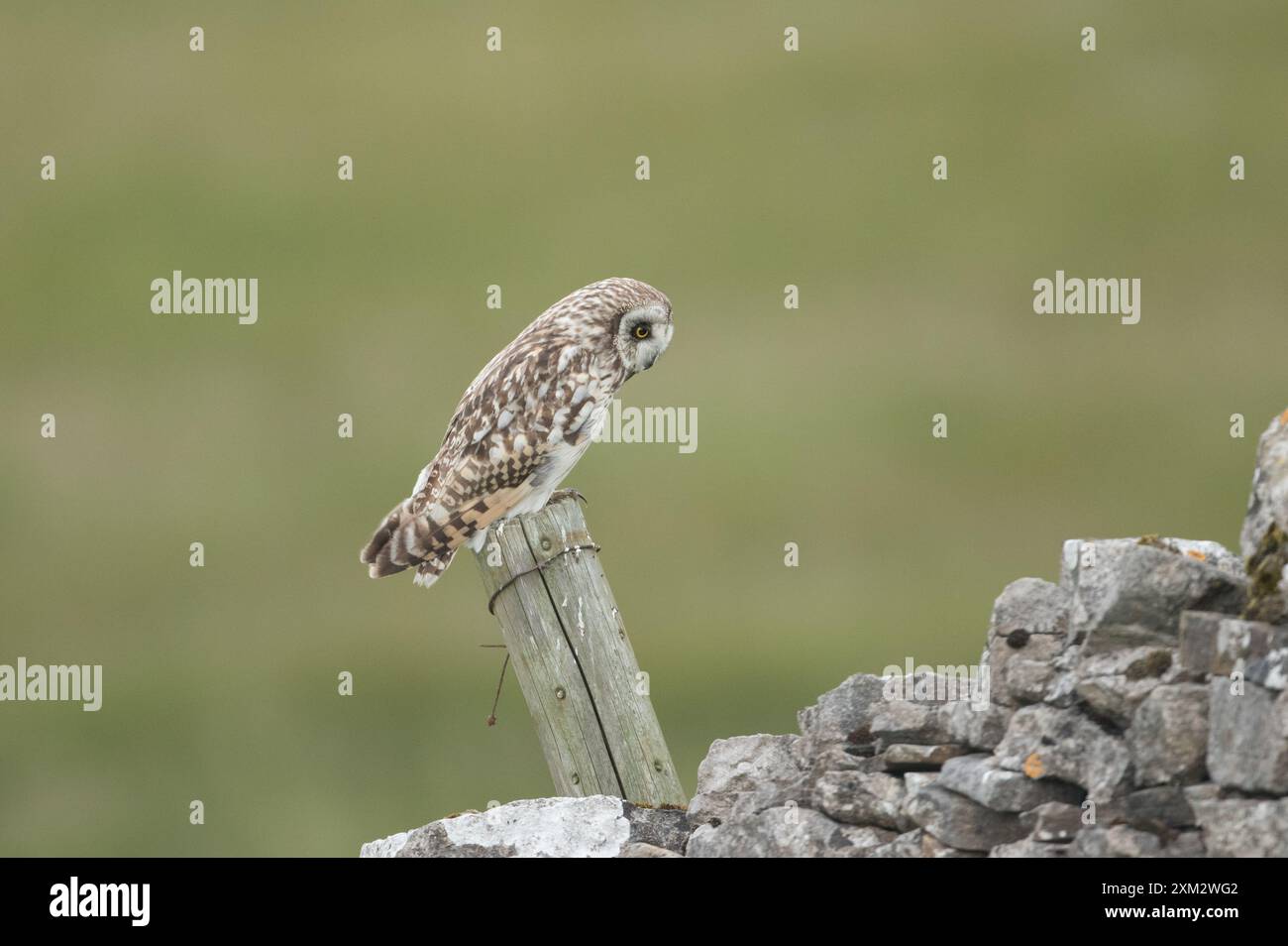 Short-eared owl in the Yorkshire Dales Stock Photo - Alamy