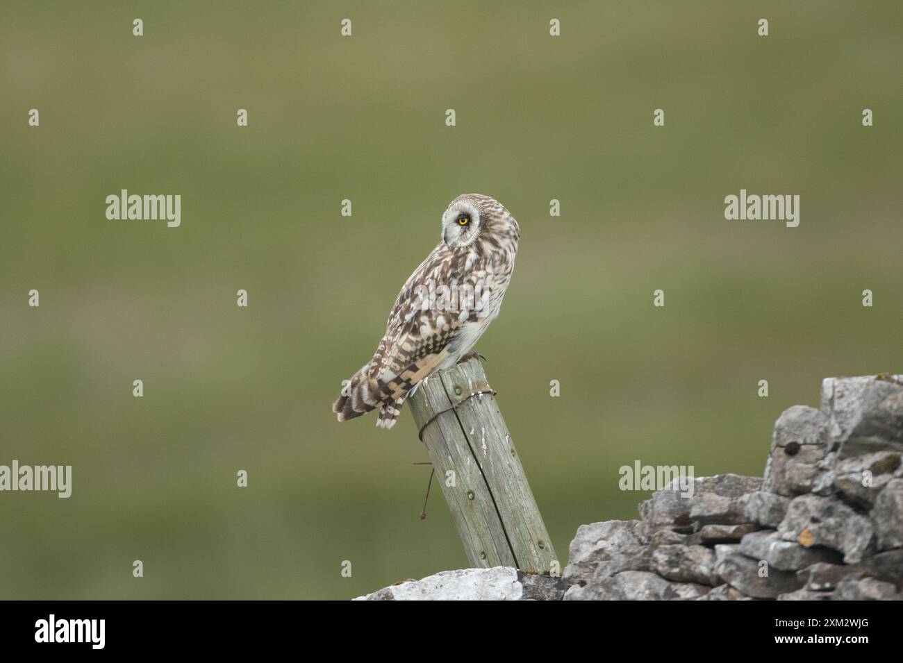 Short-eared owl in the Yorkshire Dales Stock Photo - Alamy