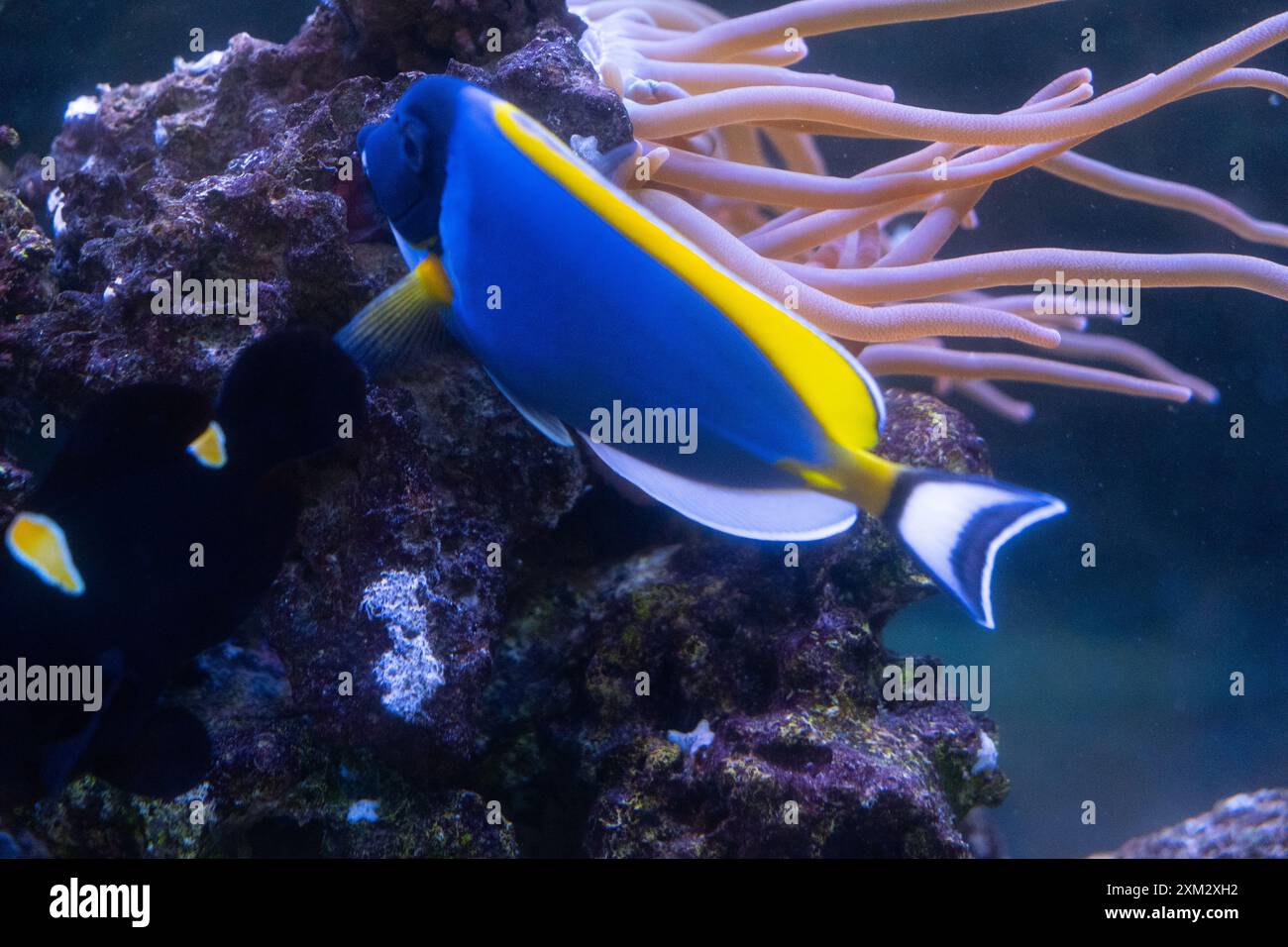 Tropical fish in the deep blue water of the world ocean Stock Photo - Alamy