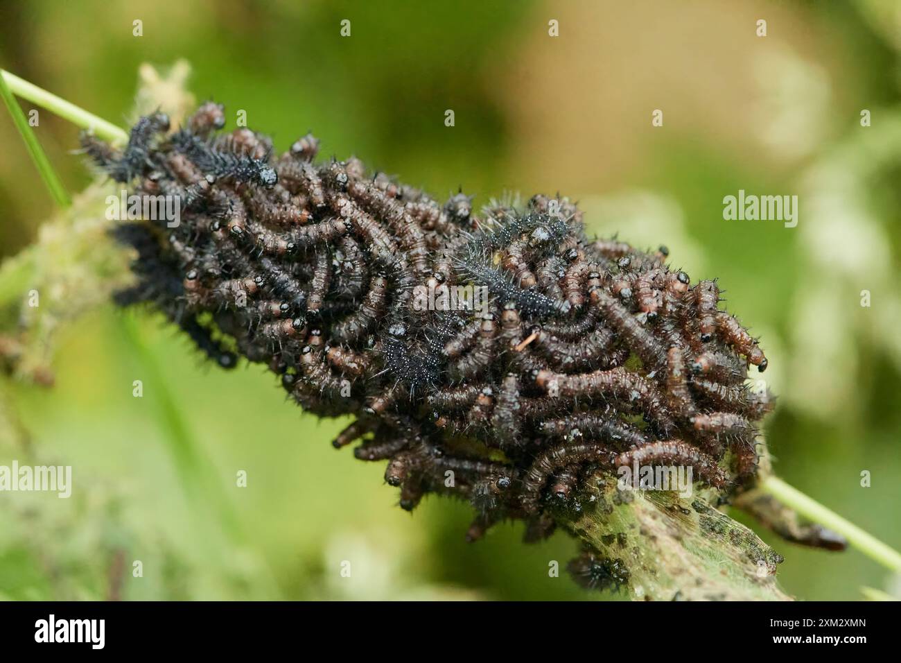 Mass of larvae of Peacock butterfly, Aglais io, on stinging nettle ...