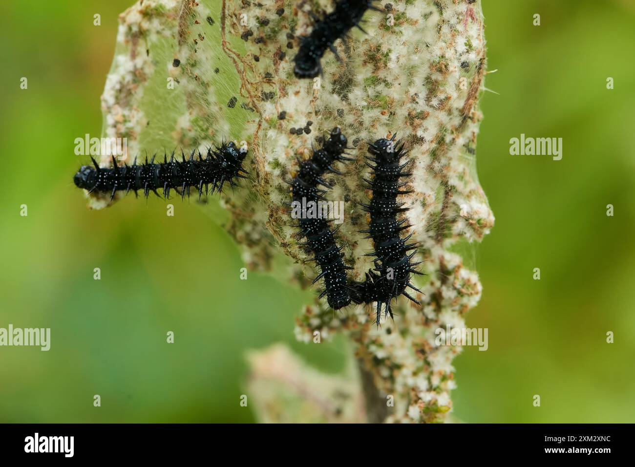 Larvae of Peacock butterfly, Aglais io, on stinging nettle, Urtica ...