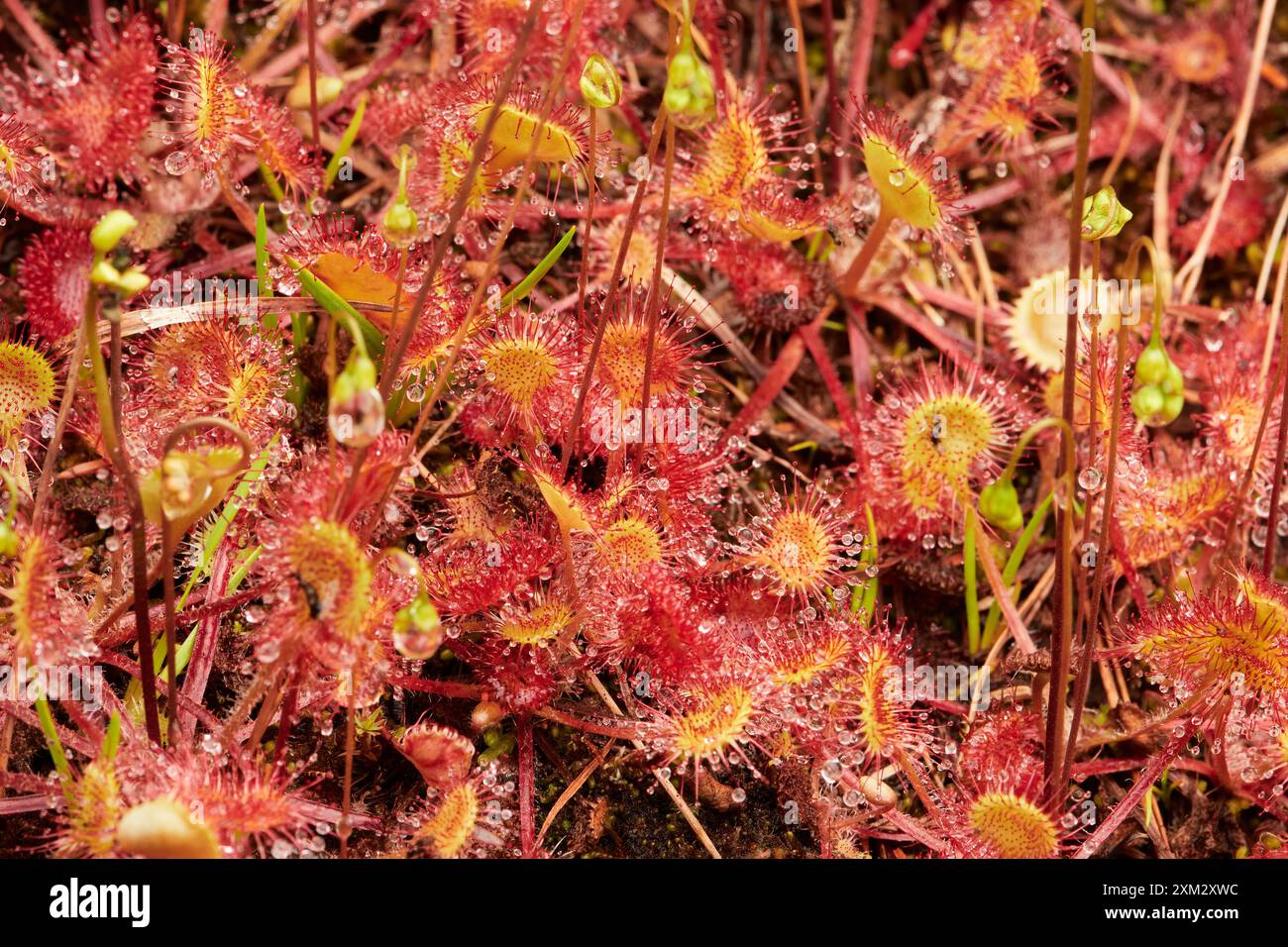 Round-leaved Sundew, Drosera rotundifolia, Rosneath Peninsula, Argyll ...