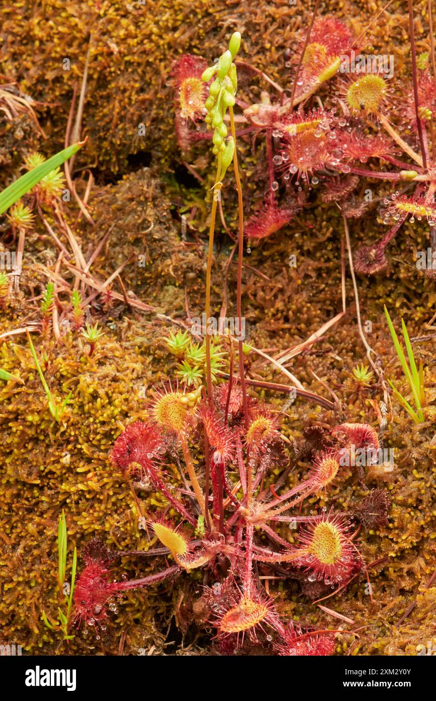 Round-leaved Sundew, Drosera rotundifolia, Rosneath Peninsula, Argyll ...