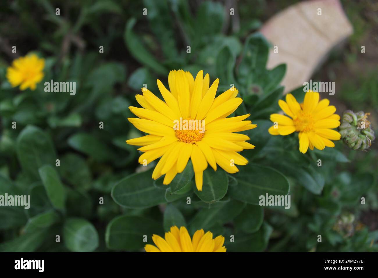 a beautiful magarita Stock Photo - Alamy