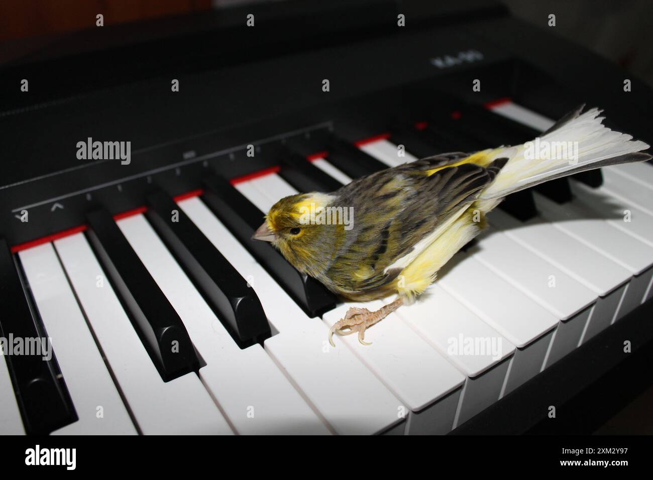 a cute bird ao a piano Stock Photo - Alamy