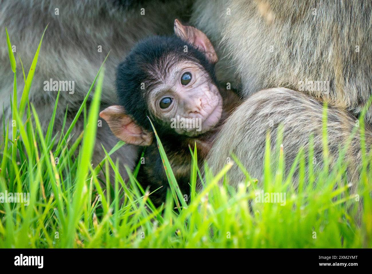 Six-week-old Harper, a Barbary macaque monkey with her mother Eadie in their enclosure at the ...