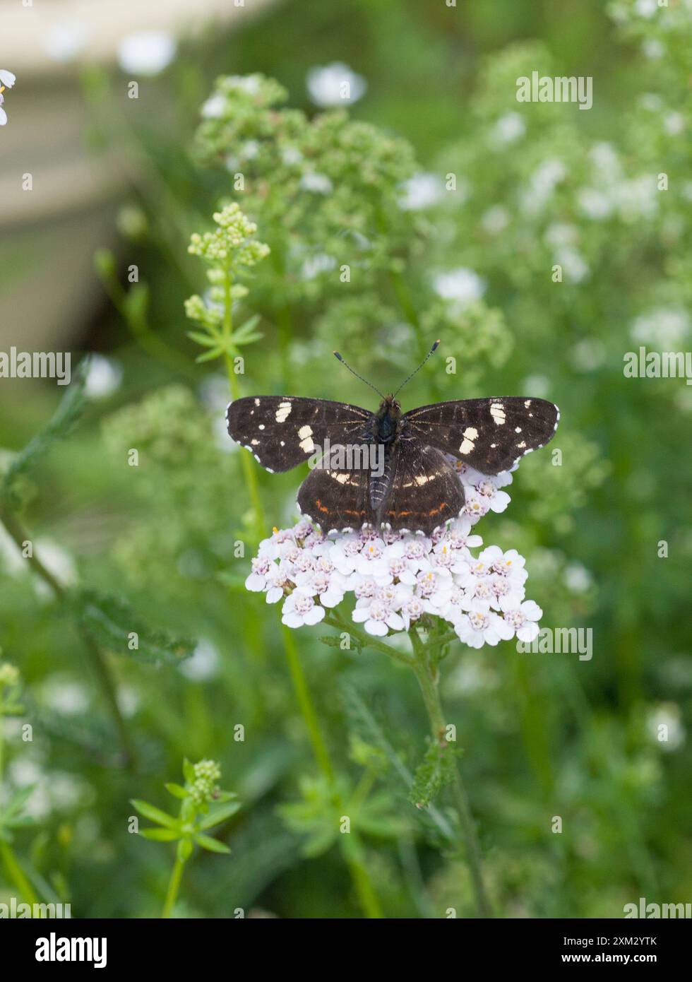 Map (Butterfly) Araschnia Levana Springform Stock Photo - Alamy