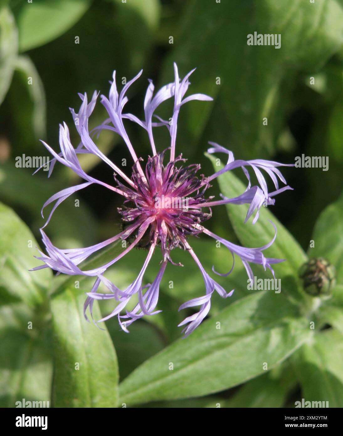 Centaurea Montana Cyanus Montana The perennial cornflower Stock Photo ...