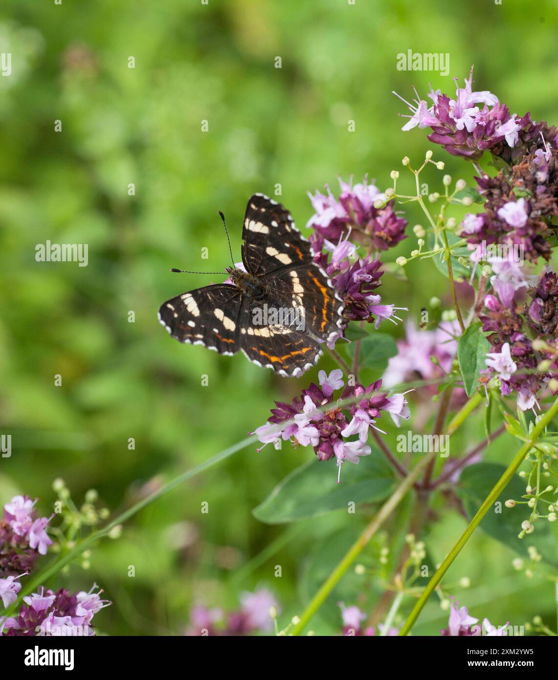 Map (Butterfly) Araschnia Levana Springform Stock Photo - Alamy