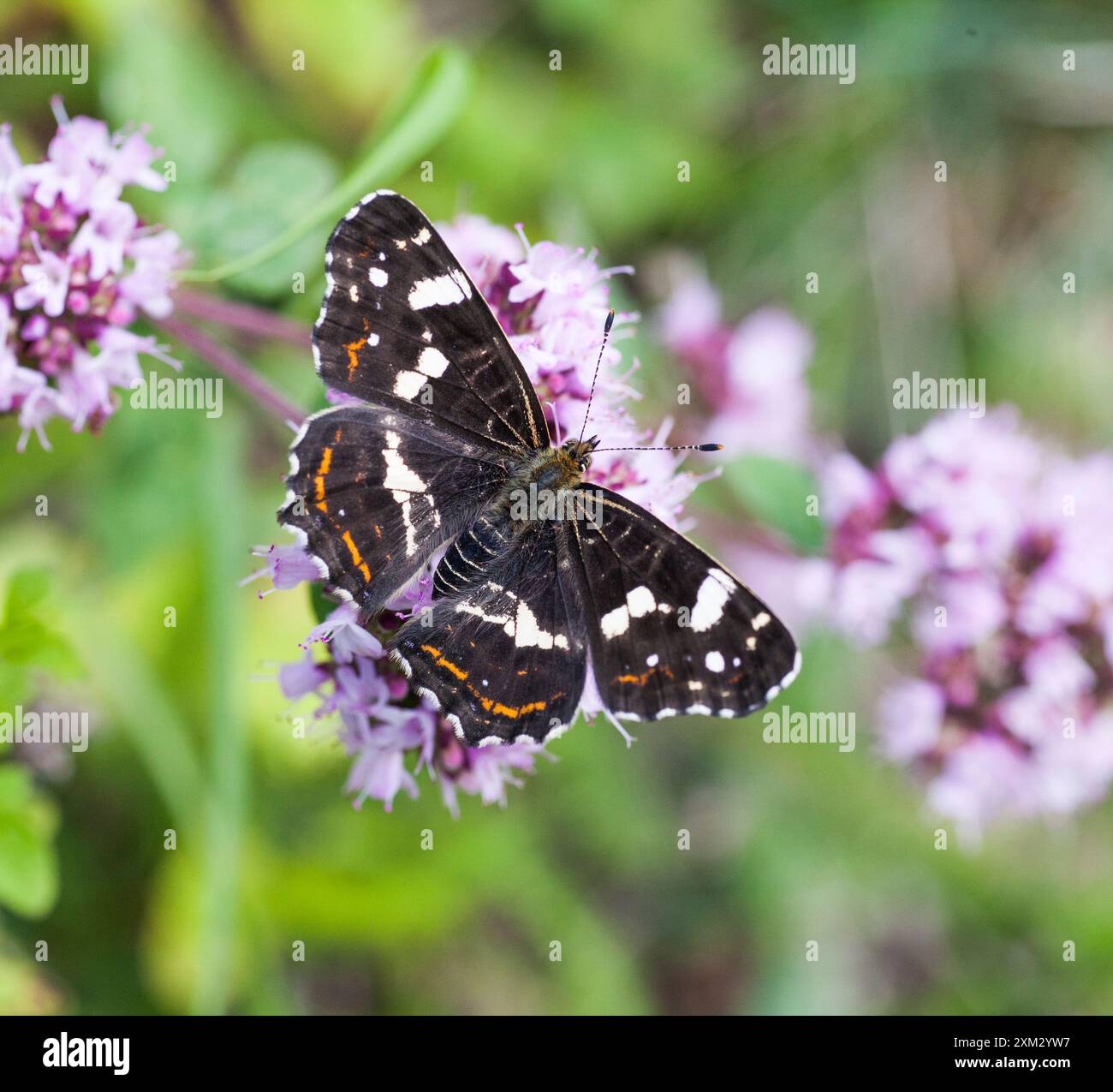 Map (Butterfly) Araschnia Levana Springform Stock Photo - Alamy