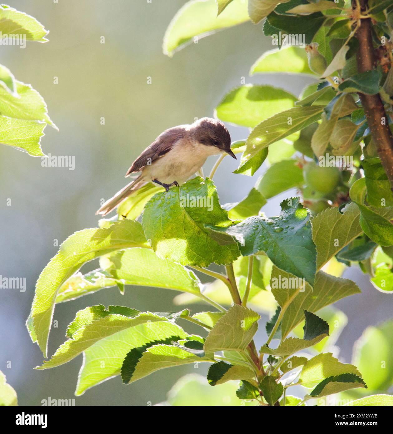 Lesser whitethroat Curruca Curruca warbler Stock Photo - Alamy