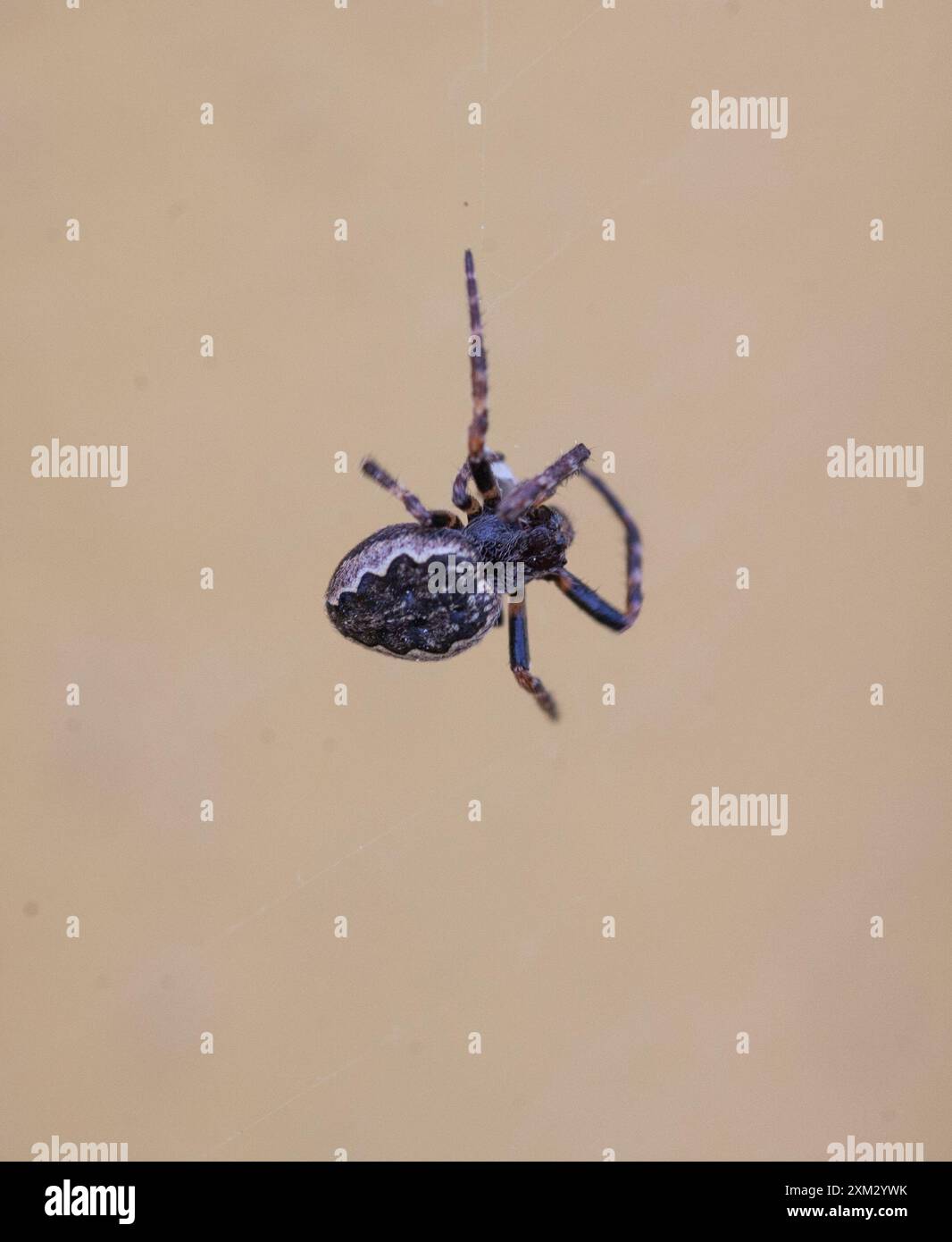 Nuctenea Umbratica the walnut orb-weaver spider Stock Photo - Alamy Nuctenea Umbratica the walnut orb-weaver spider Stock Photo - Alamy
