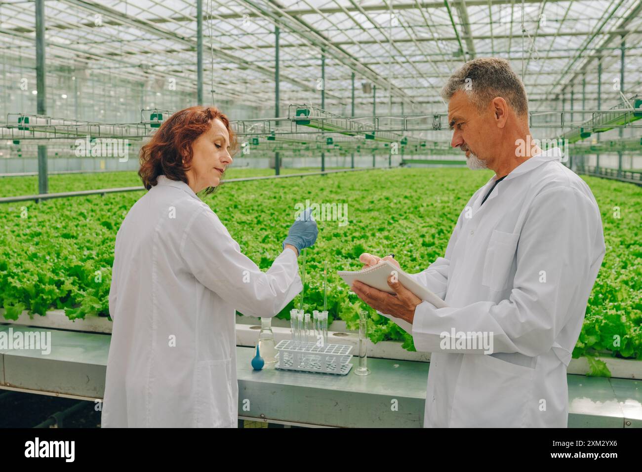 Researchers, scientists biologist inside greenhouse with growing ...