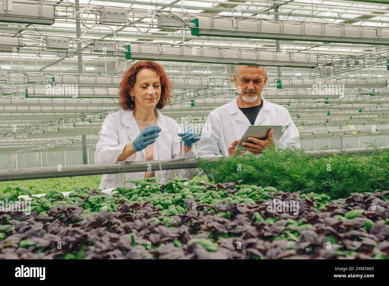 Cultivate and Selection Vegetables in Glasshouse. Researchers ...