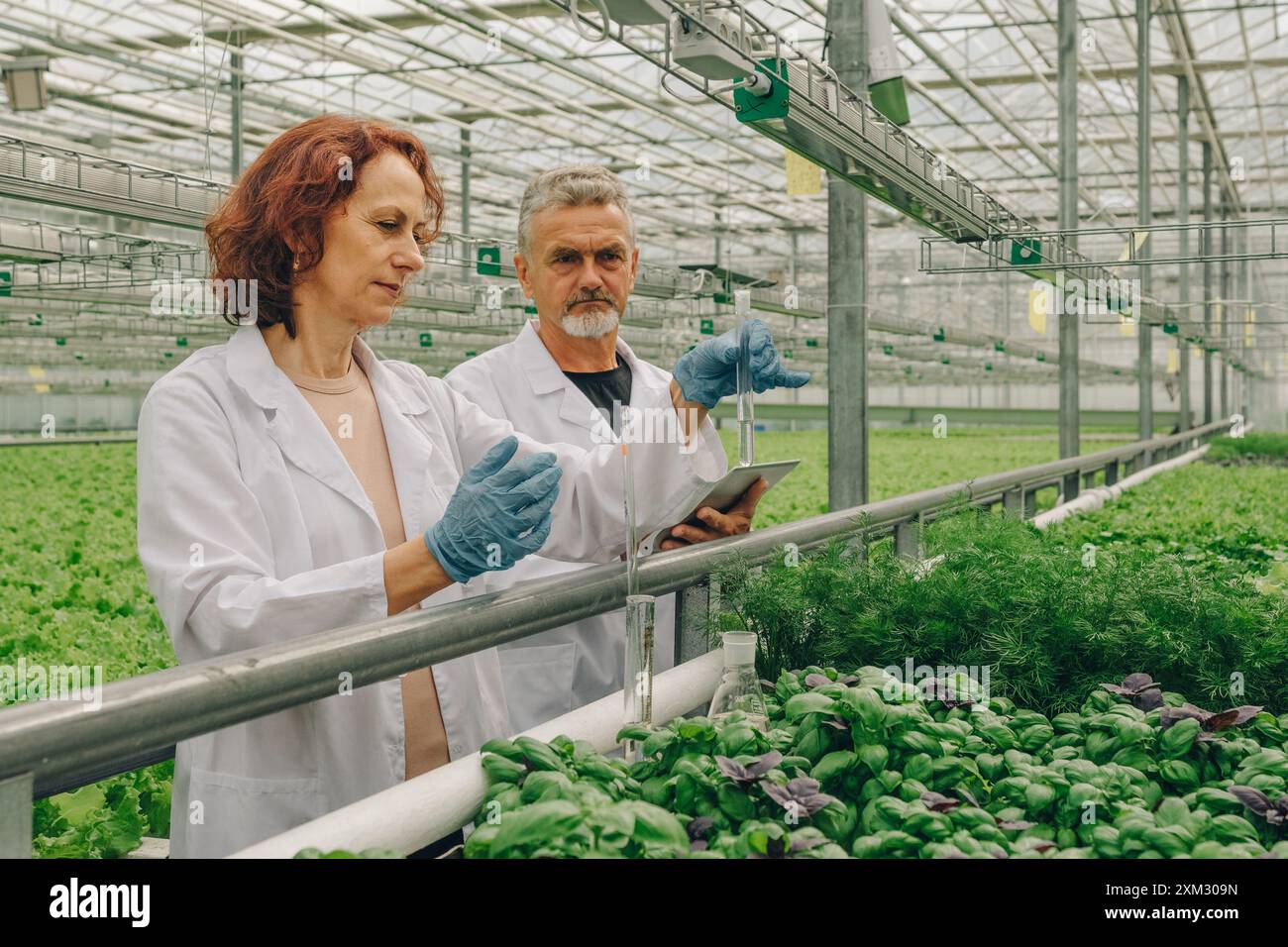 Growing organic food, vegetables, lettuce, basil, dill in greenhouse ...