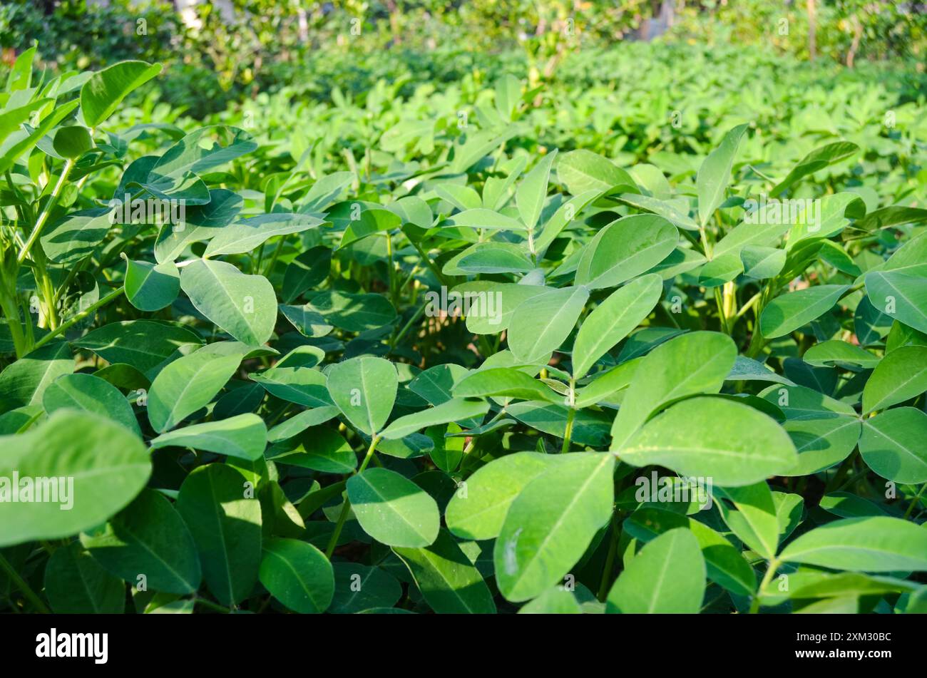 Peanut plants on the plantation Stock Photo - Alamy
