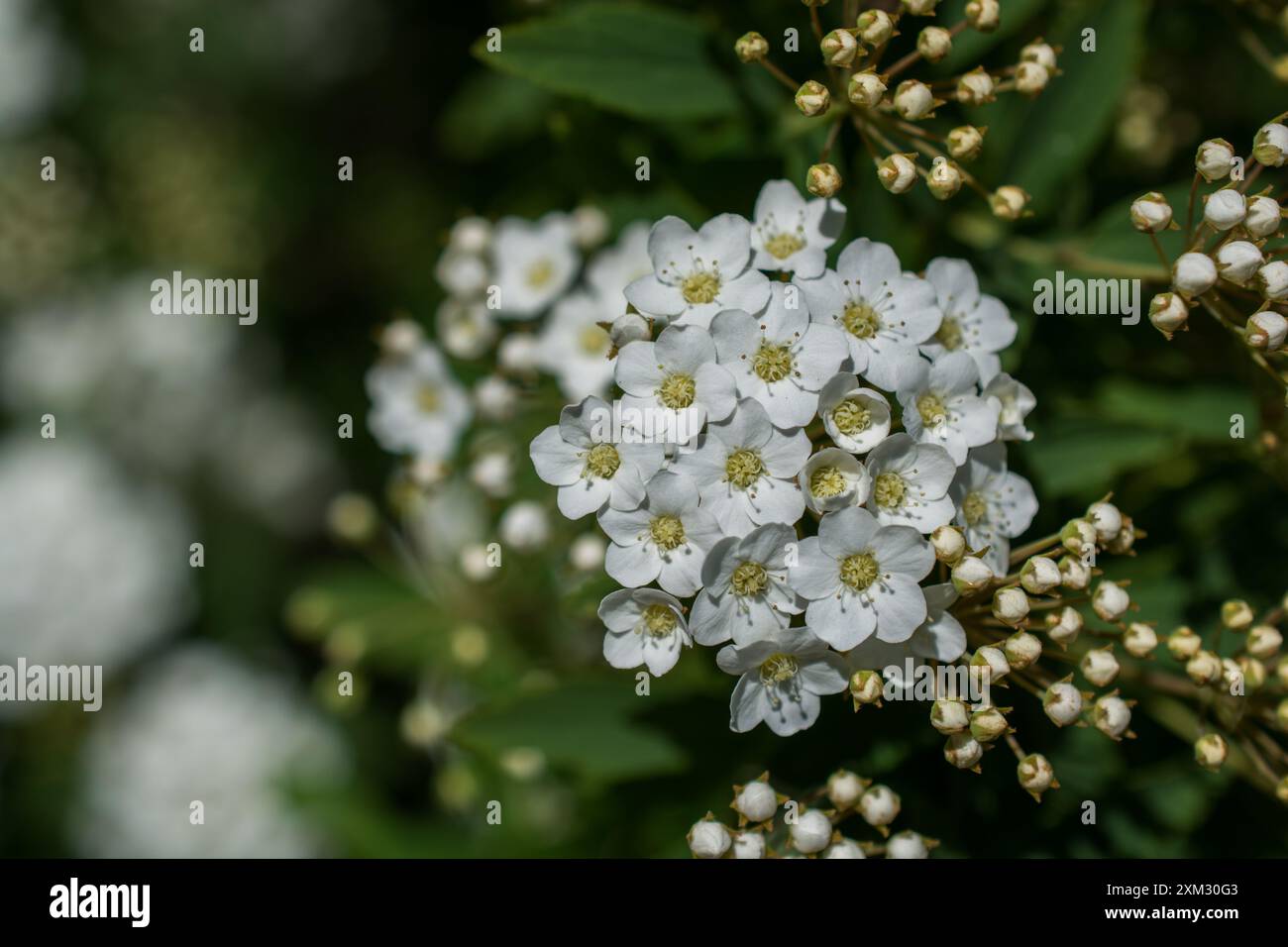 Colorful blooming wild spring flowers Stock Photo - Alamy