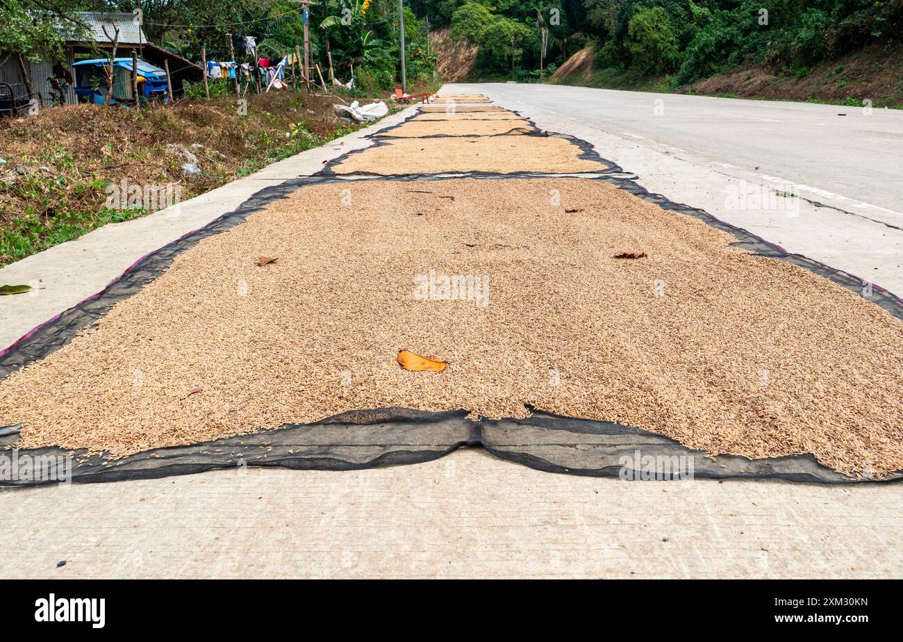 Rice field in palawan hi-res stock photography and images - Alamy