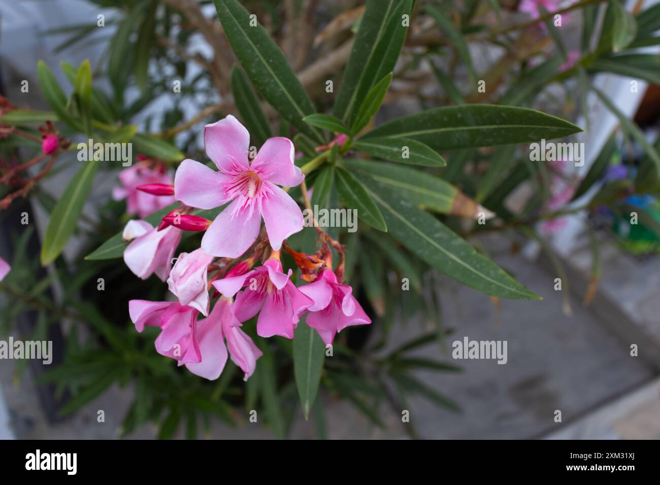 Bright pink oleander flowers beautiful poisonous flower Flowering in a ...