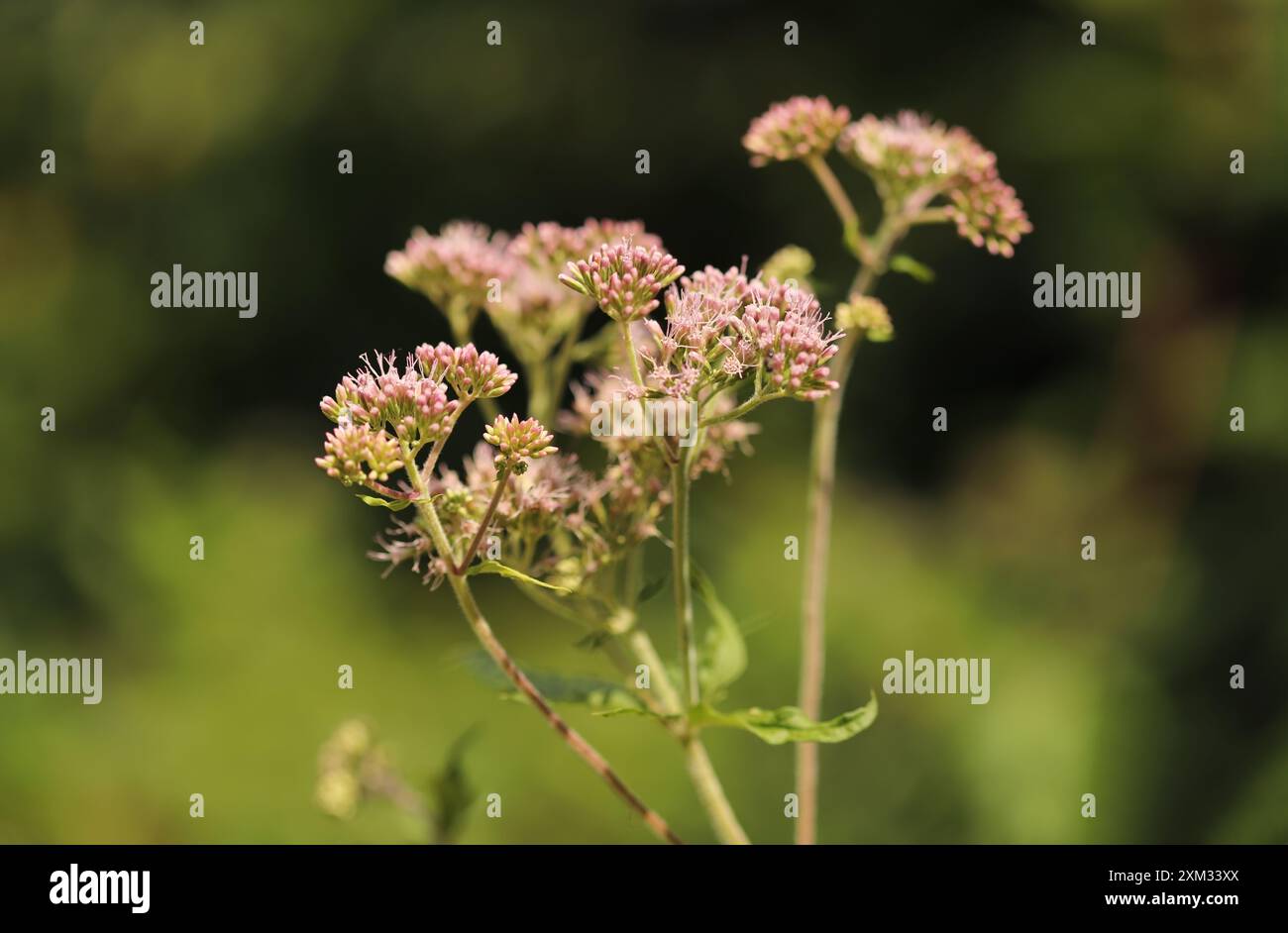 Hemp agrimony holy rope hi-res stock photography and images - Alamy
