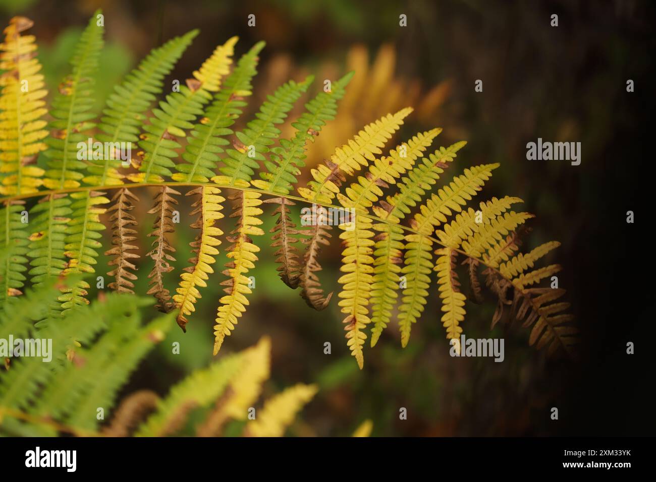 Braken fern leaf in the forest (Pteridium aquilinum Stock Photo - Alamy