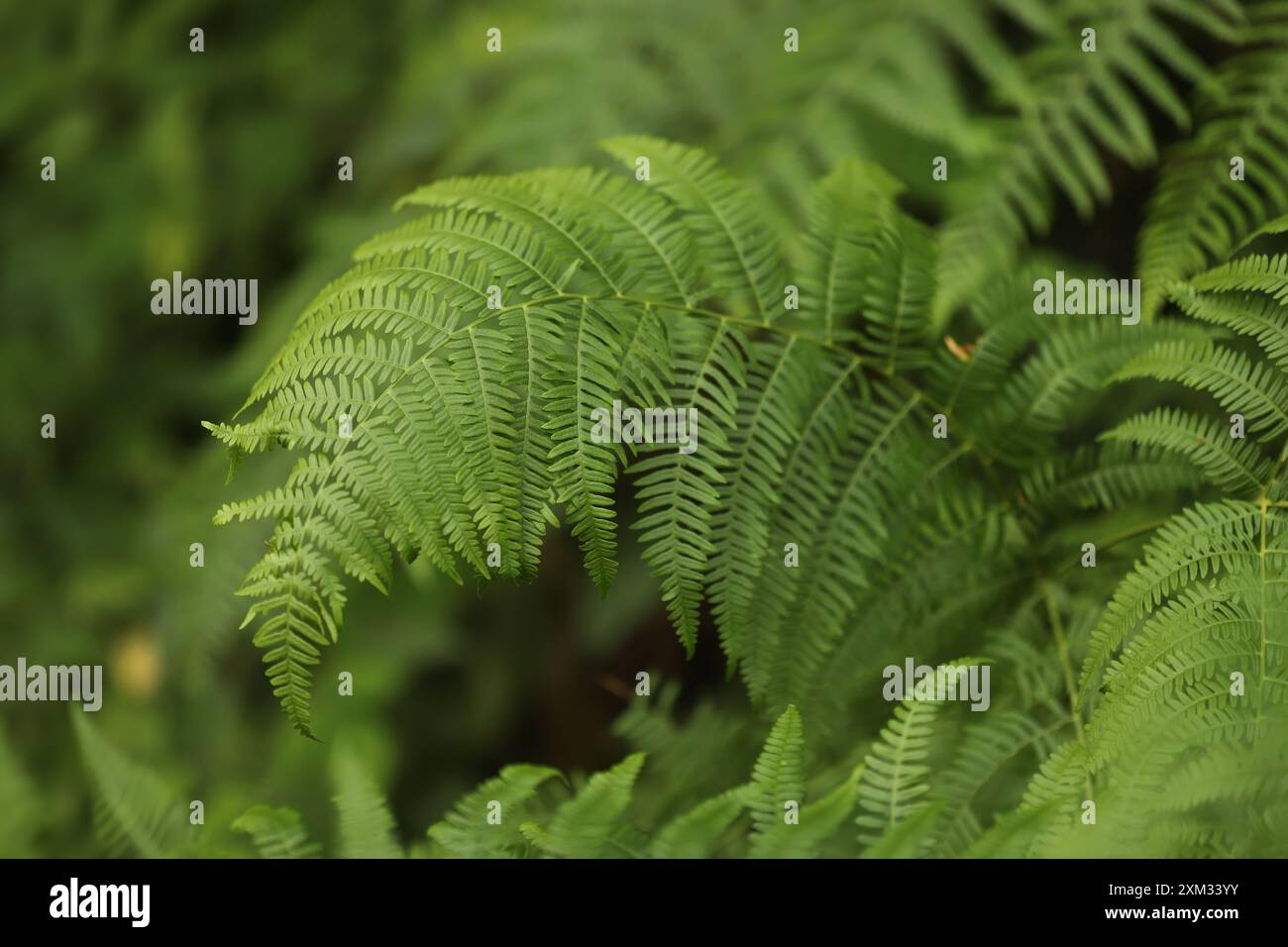 Braken fern leaf in the forest (Pteridium aquilinum Stock Photo - Alamy